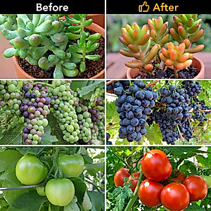 iPower LED Grow Lights with Full Spectrum Plant Growing Lamp for Indoor Plant, 3 Modes Timing Function, 3 Tubes, Red&Blue