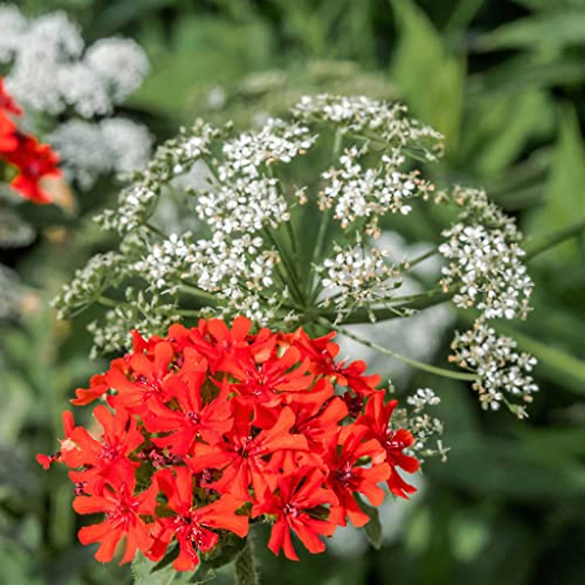 Maltese Cross Seeds - 1 Pound - Red Flower Seeds, Heirloom Seed Attracts Bees, Attracts Butterflies, Attracts Hummingbirds, Attracts Pollinators, Fragrant, Container Garden