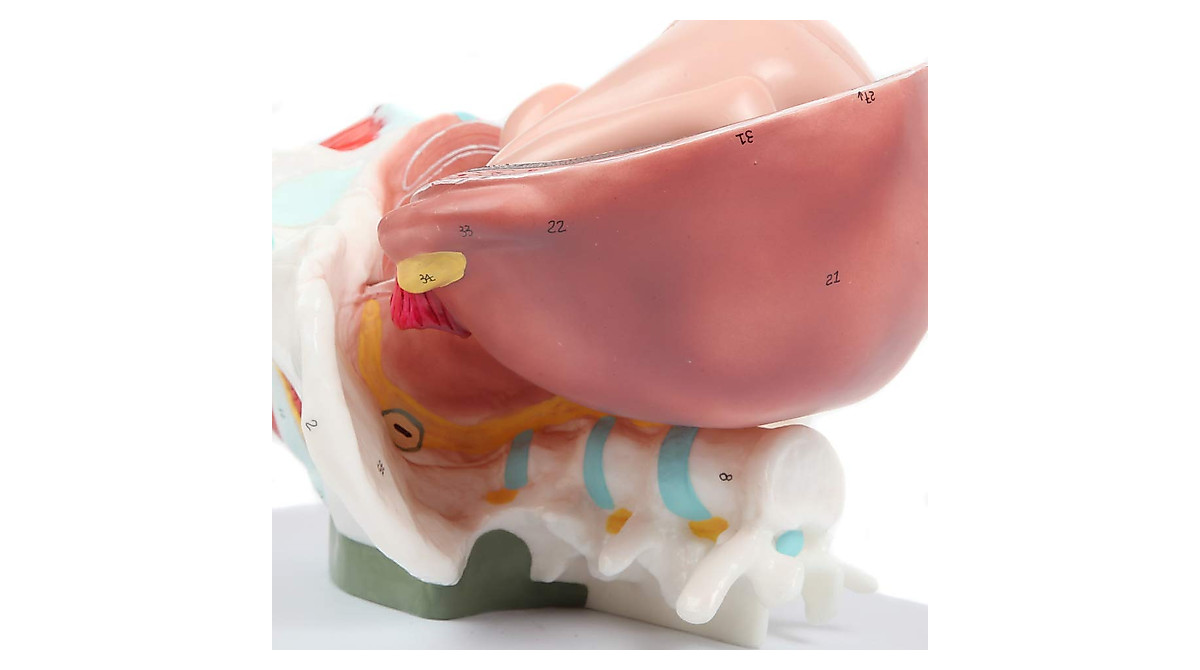 Childbirth Process Anatomical Model - 3 Stages for Education ...