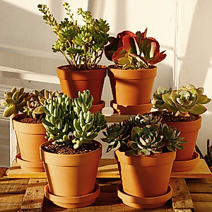 Terra Cotta Pots with Saucer- 6-Pack Large Clay Pots 5.5'' Ceramic Pottery Planter Cactus Flower Succulent Pot with Drainage Hole- Great for Plants,Crafts terra cotta planter