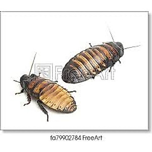 Honeybees100 Madagascar Hissing Cockroach Adult Breeding Pair of (Gromphadorhina portentosa)