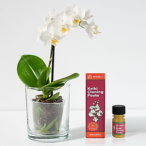 Miracle Lab Keiki Cloning Paste Special Cytokinin Formula Gives a New Baby Orchid (Keiki) in Weeks-Can Be Used on All Kinds of Orchids and Also House Plants (1 Pack)