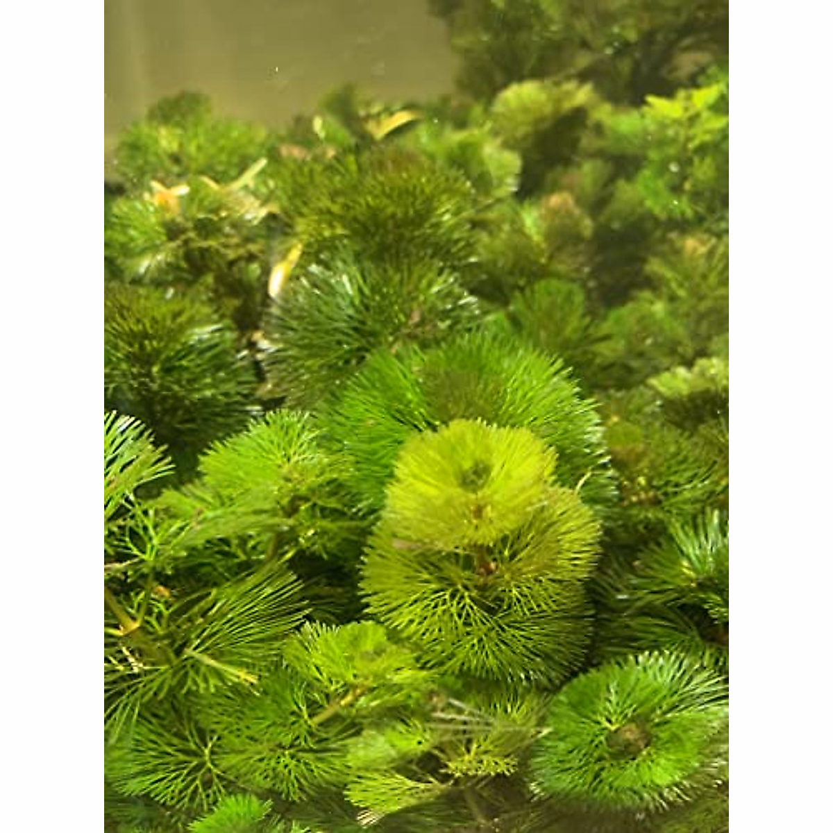 Marcus Fish Tanks - 3X Green Cabomba Caroliniana Live Aquarium Plants for Aquatic Freshwater Fish Tank