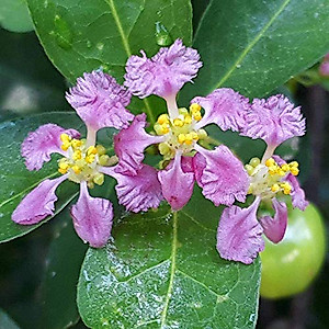 Brighter Blooms Barbados Cherry Tree, 3 Gallon