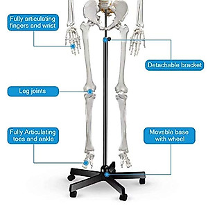 breesky Human Skeleton Model for Anatomy- Life Size Medical Human Skeleton Model with Nervous System 70.8 in with Rolling Stand for Medical Study and Display 3 Posters