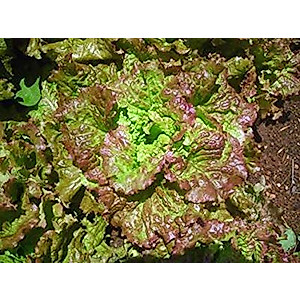 "Prizehead" Lettuce Seeds for Planting, 1000+ Heirloom Seeds Per Packet, (Isla's Garden Seeds), Non GMO Seeds, Botanical Name: Lactuca Sativa, 85% Germination Rates, Great Home Garden Gift