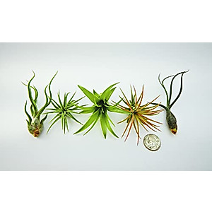 It Blooms Rainforest Grown 5 Pack Assorted Air Plants - Live Tillandsia - Easy Care House Plants - 30 Day Guarantee