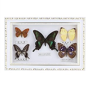 eboxer-1 Butterflies Specimen, Exquisite Butterflies Insect Specimen Crafts for Home Office Decorate Ornament Butterfly Wall Art, As a Gift for Friends and Family, 7.7 x 11.6 x 1.6 in (White Frame)