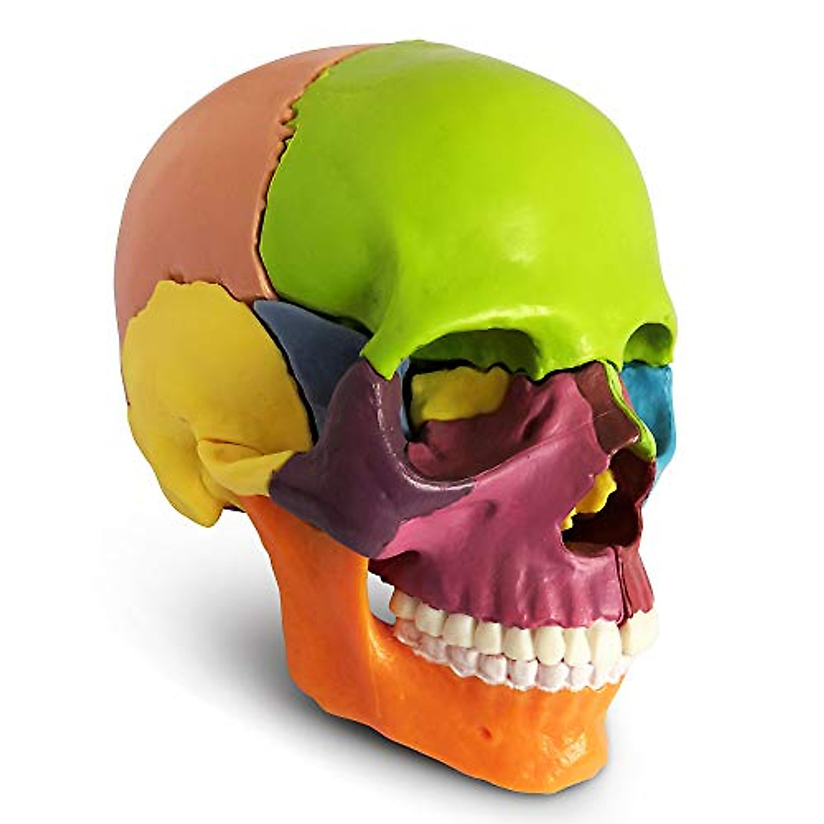 2023 New Anatomy Skull Model 15 Parts Human Anatomy Exploded Skull Detachable Palm-Sized Mini Human Color Medical Skull Model,Medical Dental Clinic Teaching Equipment,Learning with Color Study Manual