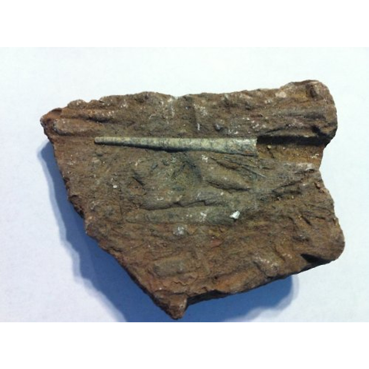 Orthoceras Sea Squid Fossil in Matrix