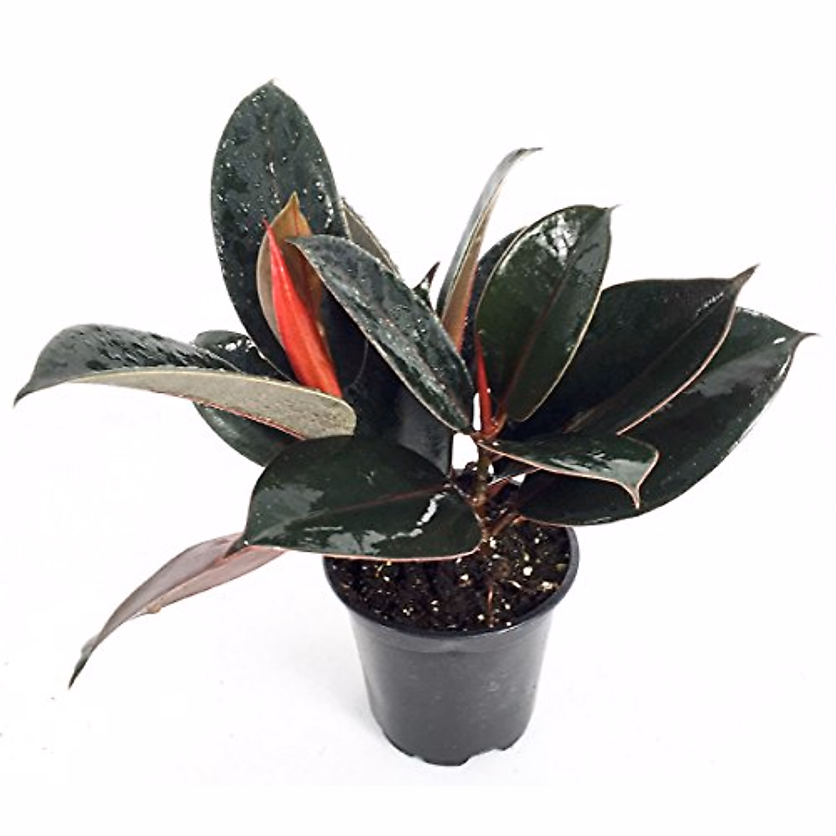 Burgundy India Rubber Tree Plant - Ficus - An Old Favorite - 2.5" Pot