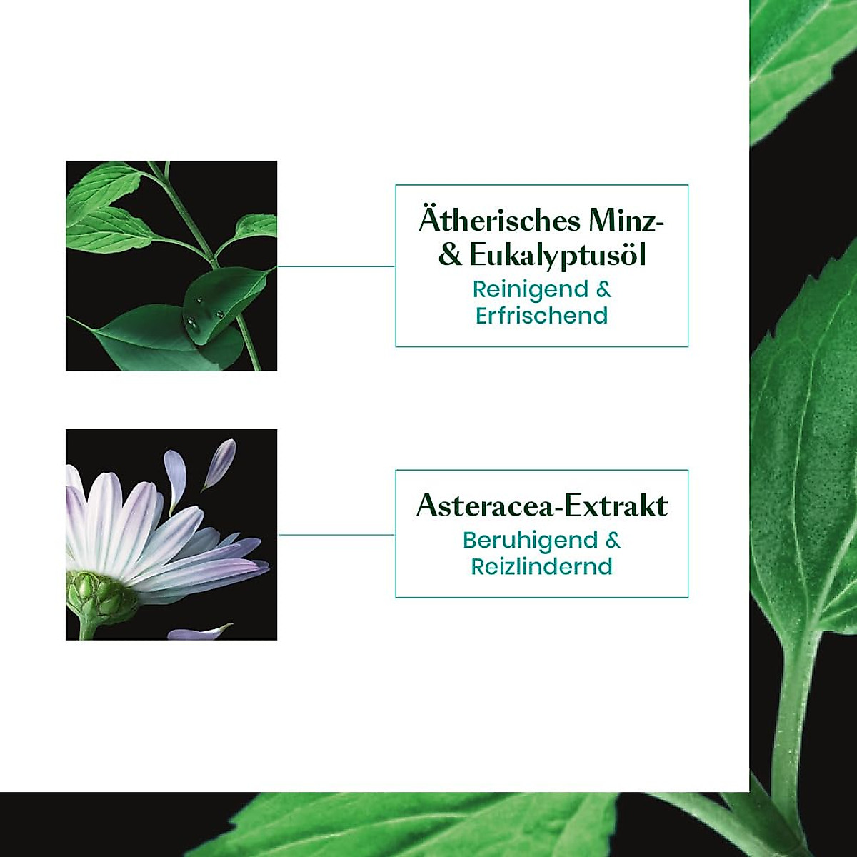 Rene Furterer ASTERA FRESH Soothing Freshness Serum - Cool & Soothe Sensitive Scalps - Mint & Eucalyptus - Paraben & Silicone-Free - 2.5 fl. oz.