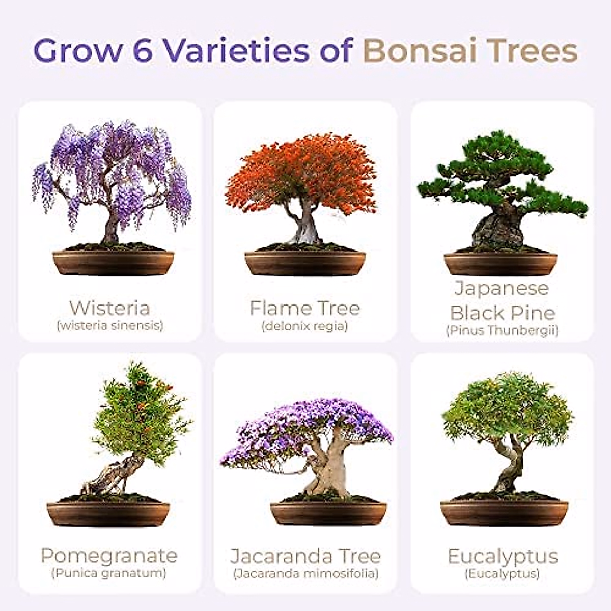 Master Bonsai Kit - Bonsai Plant Growing Kit - Professional Growing and Styling Bonsai Set - Japanese Bonsai - Become Bonsai Master - Ideal Bonsai Tree Seed Kit for Indoor Garden Gardening