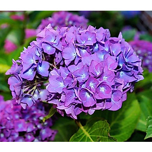 10 Pcs Mixed Color Multicolor Hydrangea Macrophylla Seed Bonsai Flower Plant Wedding Seeds