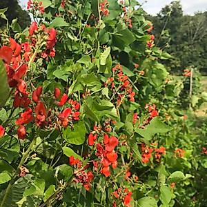 Gaea's Blessing Seeds - Scarlet Runner Bean Seeds - Non-GMO Seeds for Planting with Easy to Follow Instructions 94% Germination Rate