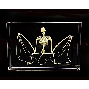 Real Bat Skeleton Specimen in Acrylic Block Paperweights Science Classroom Specimens for Science Education