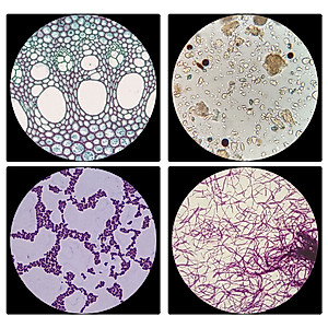 Microscope Sample Prepared Slides 48pc Kids Plastic Prepared Microscope Slides of Animals Insects Plants Flowers Sample Specimens for Stereo Kids Science Toy Educational Toy