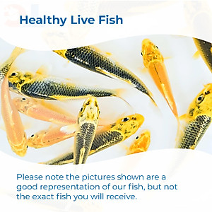 Toledo Goldfish Live Sunshine Yellow Koi, Mix of Standard or Butterfly Fin Species, Perfect for Ponds, Tanks, and Aquariums - 3-4 Inches, 5 Count