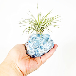 Blue Calcite Crystal Air Plant Holder Includes Healthy Air Plant and Gift Box