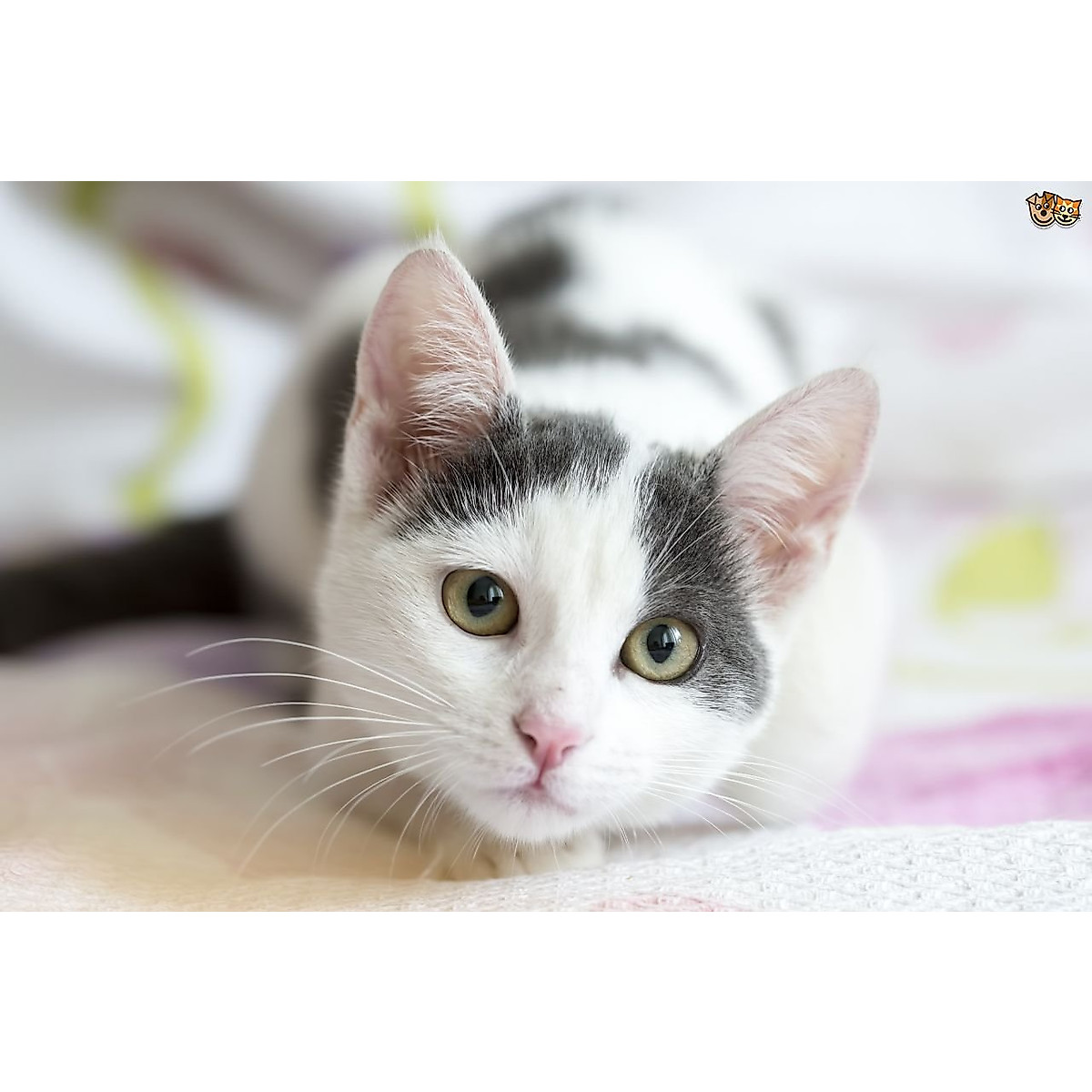 PET SUPPLEMENTS cat Immune System - Immune Support - for Cats - Vet Recommended - CHEWABLE - Selenium for Cats - 1 Bottle (90 Chews)