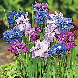 CHUXAY GARDEN Mixed Iris Sibirica-Siberian Iris,Siberian Flag 20 Seeds Blue Red White Purple Herb All Season Ornamental Plant Seed Temperate Regions Growing Planting Easy to Grow & Maintain