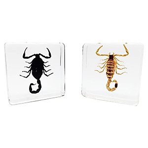 FlyingBean Insect Specimens Set, Black Scorpion and Yellow Scorpion Specimens in Resin, Animal Taxidermy Collection for Science Education & Desk Ornament, (FBBJ-03)