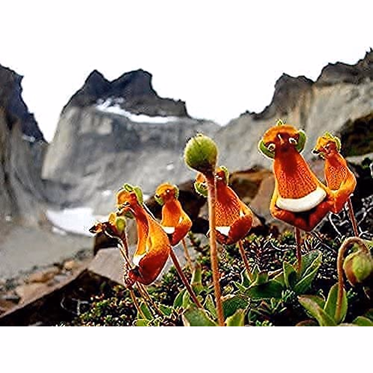 Orchid Love- The World's Greatest Orchid Food!(Net 32 fl oz. concentrate: yields 16 to 32 gallons)