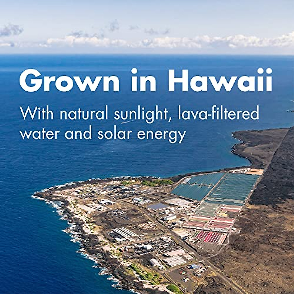 Nutrex Hawaii, Pure Hawaiian Spirulina Powder, Vegan, Supports Immune System, Heart, Cells and Energy, 5 Ounce