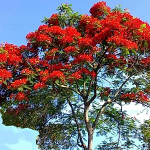 QAUZUY GARDEN 10 Flamboyant (Royal Poinciana) Delonix Regia Flame Tree Seeds, Non-GMO Heirloom Tree Seed, Striking Perennial Exotic Tropical Bonsai Accent Tree