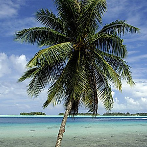 3dRose lsp_85033_1 French Polynesia, Bora Bora, Palm Tree Oc13 Cmi0246 Cindy Miller Hopkins Light Switch Cover