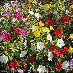 Seed Needs, 300+ Four O' Clock Flower Seeds for Planting - Color Blend (Mirabilis Jalapa) Heirloom & Open Pollinated, Attracts Pollinators - Bulk