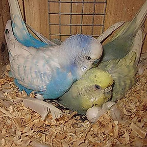 WOLEDOE 8Pcs Fake Bird Eggs, Stop Egg Laying fit Parrotlet, American Parakeet, Budgie, Diamond-Dove Artificial Eggs 14mm*19mm