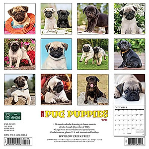 Willow Creek Press Pug Puppies Monthly 2024 Wall Calendar (12" x 12")