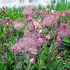 50 Pcs Prairie Smoke Seeds Plant Fresh Garden Seeds ,Geum triflorum Seeds Non-GMO