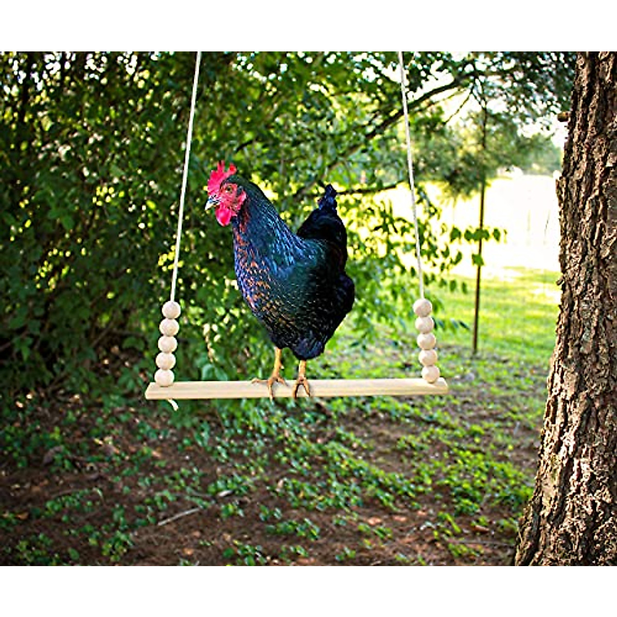 Chicken Swing Coop Toy Made in USA! Natural Wood Safe Durable Flat Bar Perch Ladder for Poultry Run Rooster Hens Chicks Pet Parrots Macaw Entertainment Stress Relief for Birds