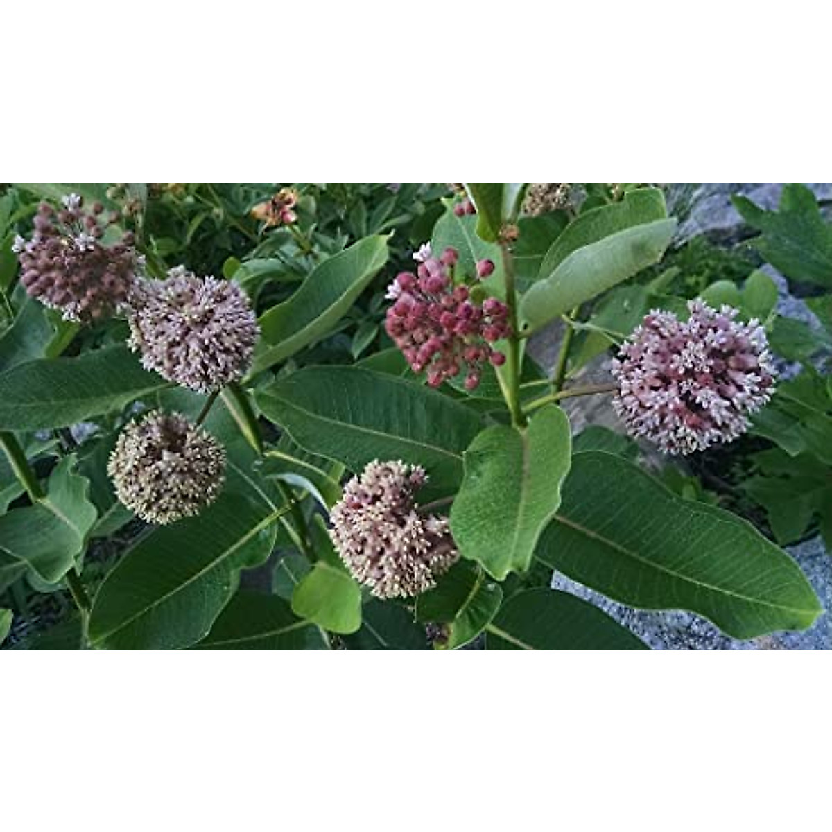 Waveliker Milkweed Seeds 300 Pcs Rare Asclepias Butterfly Monarch Milkweed Flower Seeds Plant Leaves Common Native Mix Colors