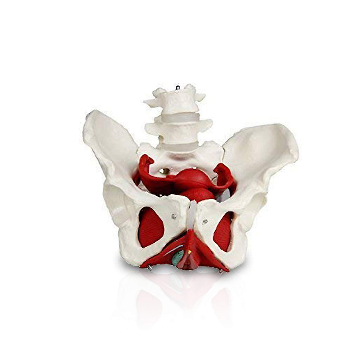 Jackson Global JS00024 Female Pelvis with Organs | Removable Organs Include Uterus, Colon and Bladder | Includes Detailed Instruction Manual