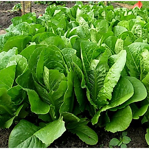 Romaine Lettuce Seeds (USA Grown Paris Island COS Lettuce Seed) - 275+ Seeds per Pack