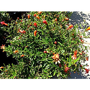 1056-Pomegranate Dwarf (Punica granatum) Seeds by Robsrareandgiantseeds UPC0764425786299 Non-GMO,Organic,USA Grower,1056 Package of 10 Seeds