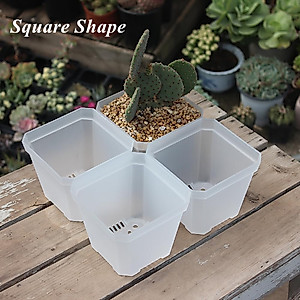 BangQiao 30 Pack Small 3.90 Inch Plastic Square Nursery Pot, Plant Starting and Transplant Planter Container with Drainage Hole for Seed Germination, Clear