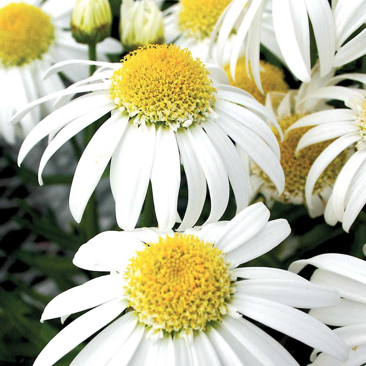 Burpee Alaska Shasta Daisy Seeds 300 seeds
