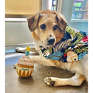 Nestpark Dog Birthday Toy - Pup Cake Puppy Birthday Dog Toy Cupcake Plush Squeak and Crinkle Dog Birthday Gift