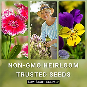 Sow Right Seeds - Annual Baby’s Breath Seeds for Planting - Non-GMO White Flowers Heirloom Packet with Instructions to Plant in Your Home Garden - Snow Like Blooms - Fresh and Dried Cut Flower (1)