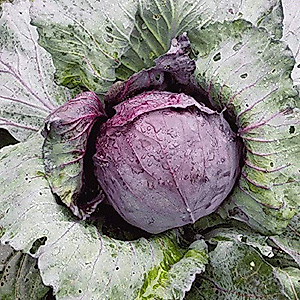 Cabbage, Red Acre Seeds, Non-GMO, 25+ Seeds per Package, This Hardy, Healthy and Delicious Crop is Easy to Grow and Ideal for Small and Large Gardens . Jacobs Ladder Ent.