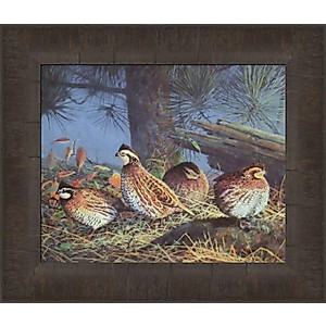 Home Cabin Décor Flat Creek Covey by Scott Zoellick 12x14 Quail Birds Pine Tree Wildlife Framed Art Print Picture