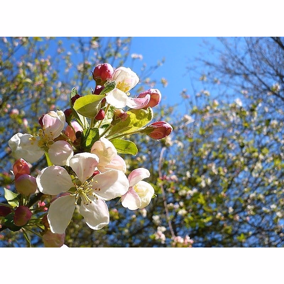 2 Live Plants Sargent Crab Apple Tree Quart Pot Malus Sargentii Tree Crabapple Plant Appletree of Sargent