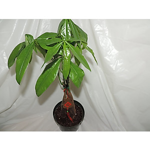 Money Tree Bonsai 5 Braided 20'' inches Tall