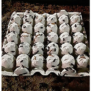 Josh's Frogs Egg Flats for Feeder Insect Colonies (15 Count)