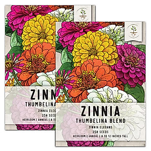 Seed Needs, Mixture of Thumbelina Zinnia Seeds for Planting (Zinnia elegans) Heirloom & Open Pollinated - Perfect for Cut Flowers (2 Packs)