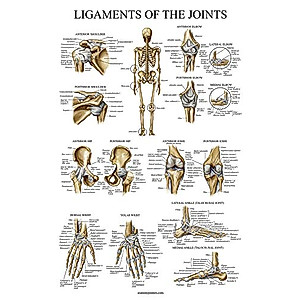 Palace Learning 4 Pack - Anatomical Poster Set - Laminated - Muscular, Skeletal, Ligaments of the Joints, Brain - Anatomy Chart Set (LAMINATED, 18” x 24”)
